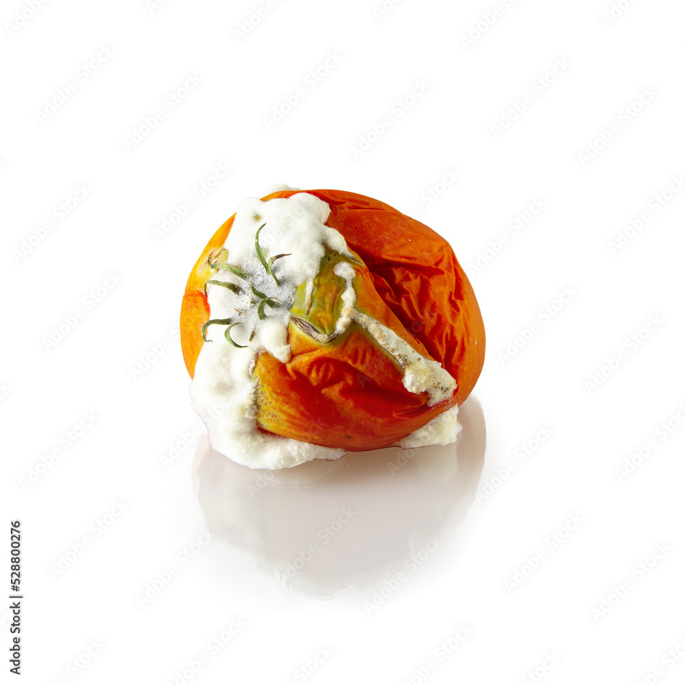 Spoiled and rotten tomato on white background, fungus with mold on ...
