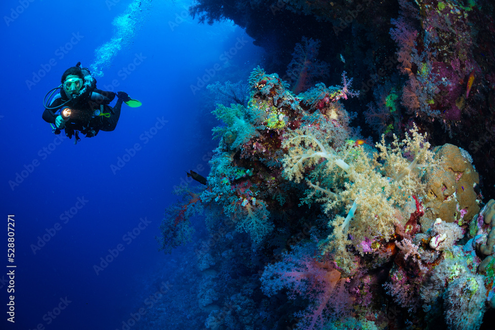 Poster Scuba diving and exploring the coral reefs in the southern Red ...