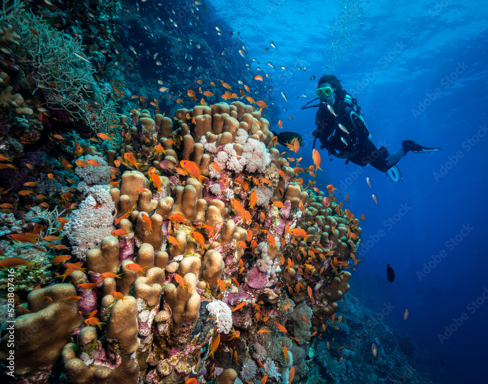 Scuba diving and exploring the coral reefs in the southern Red Sea of ...