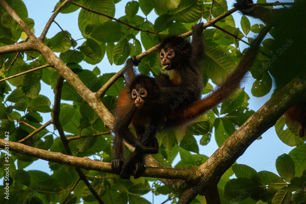Spider monkeys playing in corcovado national park on the osa peninsula of costa rica Stock Photo ...