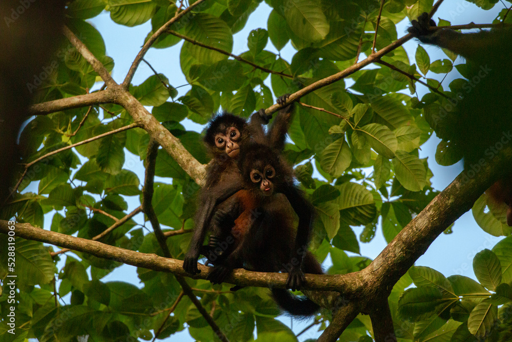 Spider monkeys playing in corcovado national park on the osa peninsula of costa rica Stock Photo ...