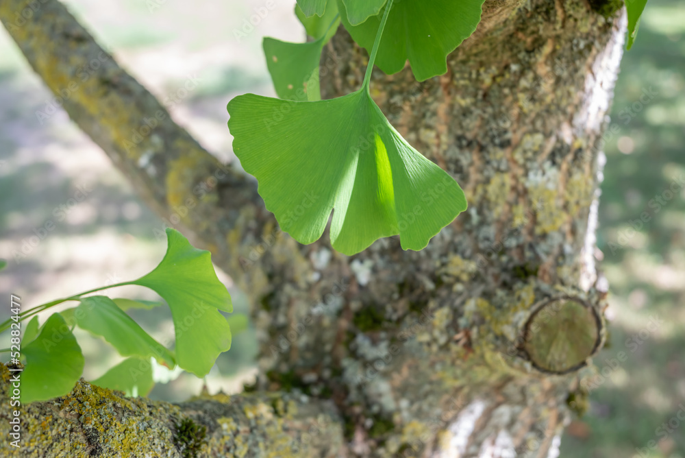 feuilles de ginkgo biloba sur leur arbre Stock Photo | Adobe Stock