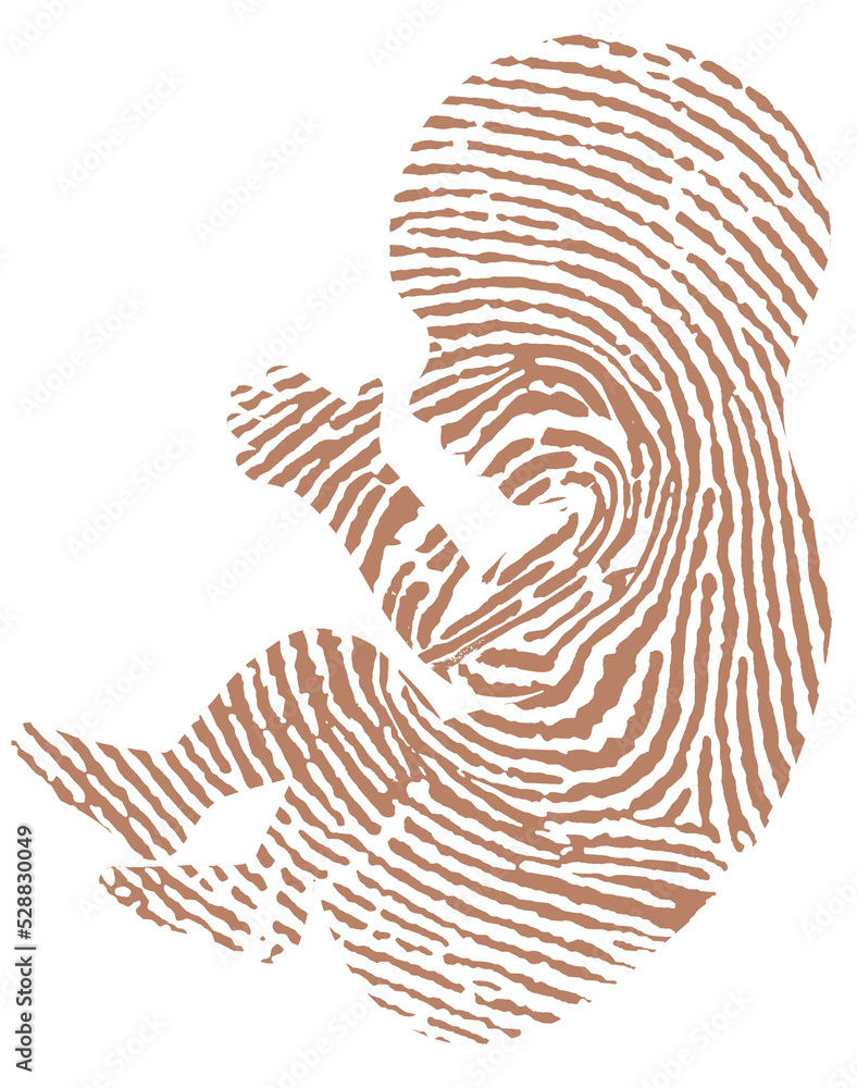A human fetus is shown as a fingerprint in a 3-d illustration about ...
