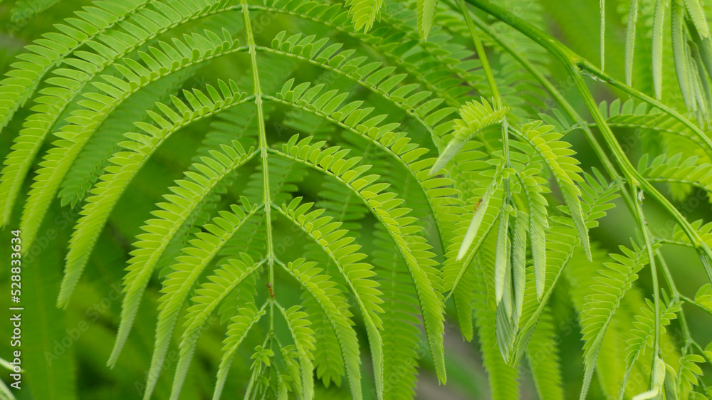 Samanea saman shoots, which grow from the trunk of a fallen tree. This ...