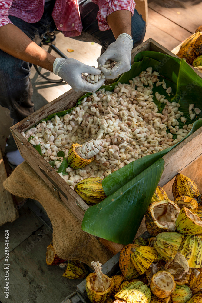 Cacao pods cocoa pods organic chocolate farm Thailand, Cacao Thailand ...