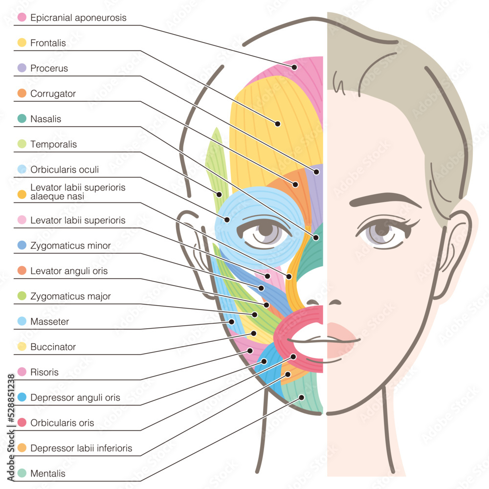 Facial muscles of woman. Half of her face dissected. Vector ...