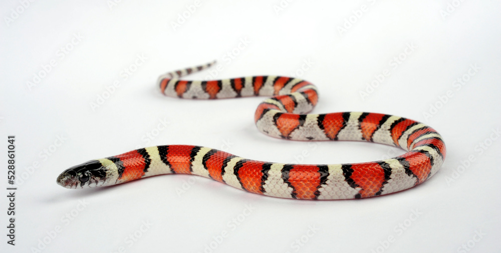 Central Plains Milksnake, Western Milk Snake // Westliche Milchnatter ...