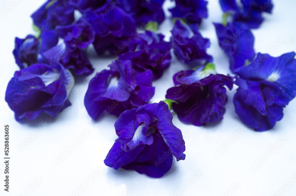 Asian pigeonwings or Butterfly pea flower or Blue pea or Clitoria ...