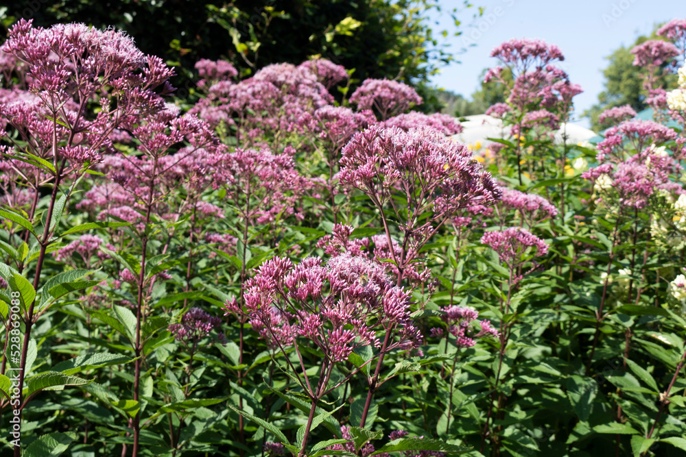 Sedum spectabile flowers. Flowering plant in the stonecrop family ...