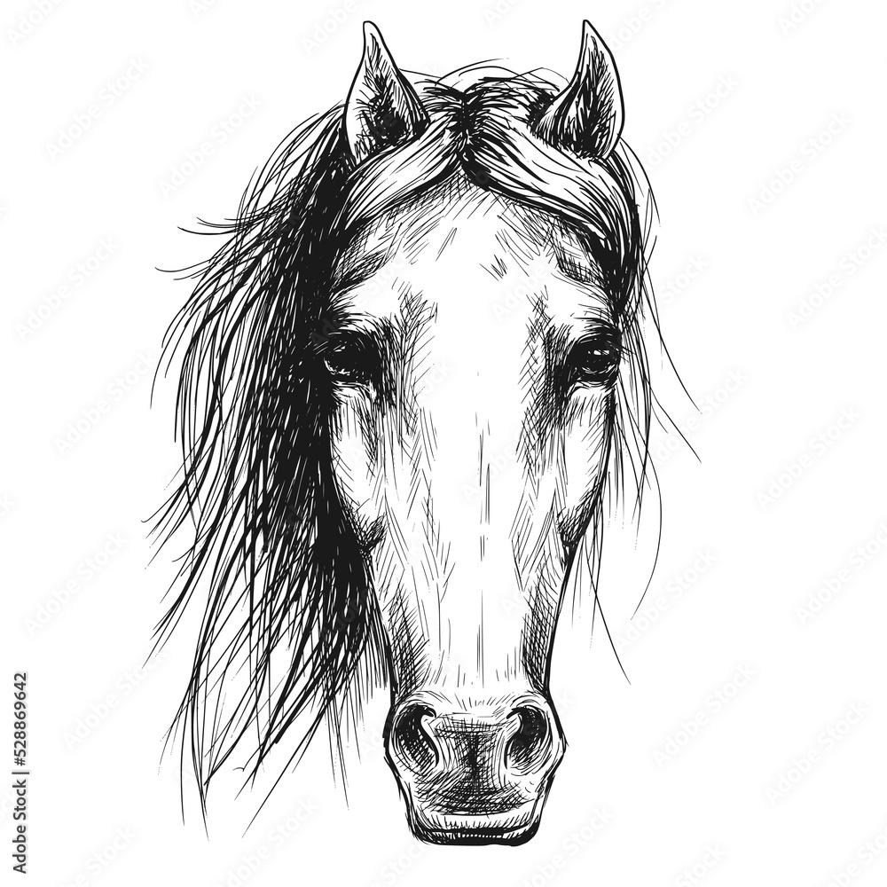 Horse full face sketch. Vector animal illustration. Stock Vector ...