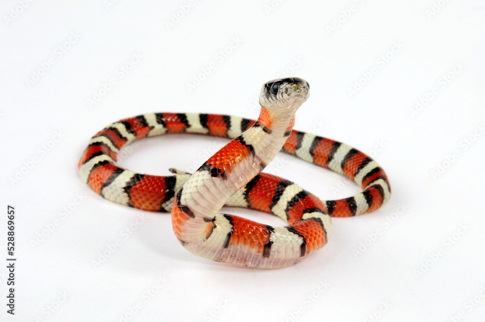 Westliche Milchnatter // Western Milk Snake (Lampropeltis gentilis ...