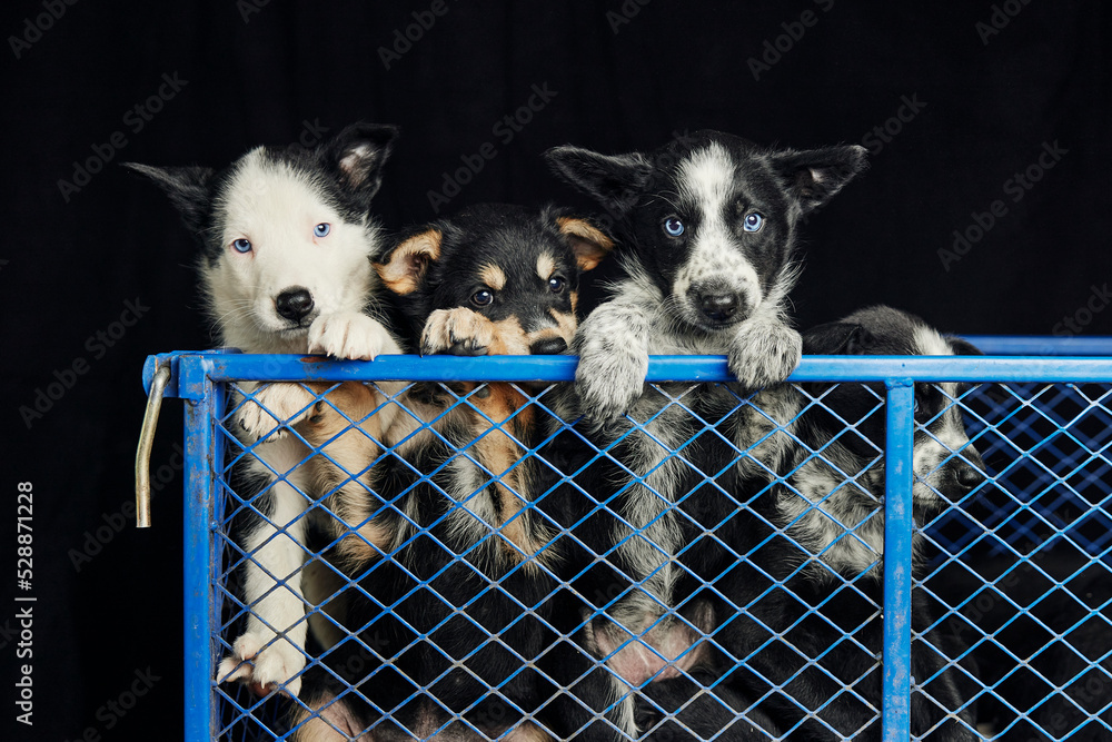 whole alaskan husky puppy litter in a cart together with blue eyes and ...