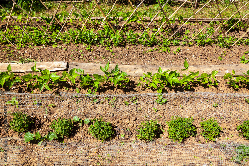 Au potager - gros plan sur des jeunes plants de légumes dans une rangée ...
