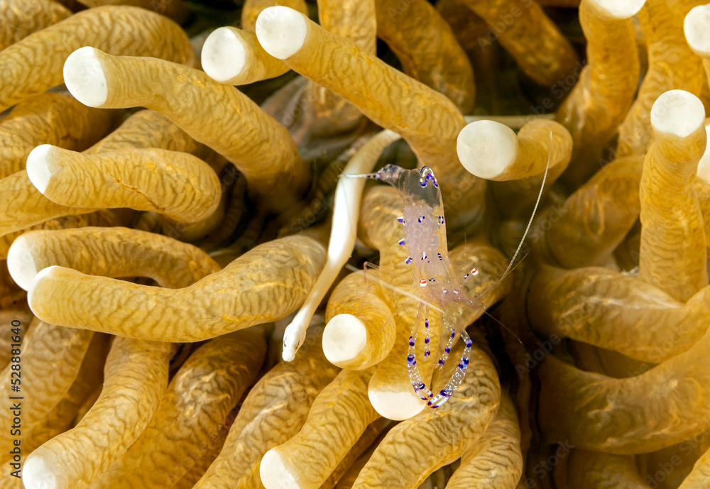Commensal shrimp, Periclimenes sarasvati, and mushroom coral pipefish ...