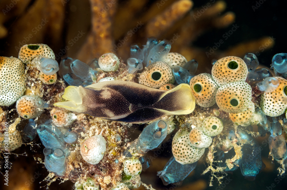 Head shield sea slug, Chelinodura amoena, on the sea squirts, Raja ...