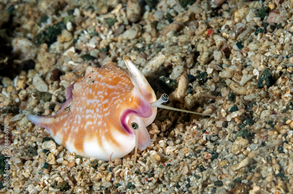 Bubble conch strombois shell, Strombus bulla, Raja Ampat Indonesia ...
