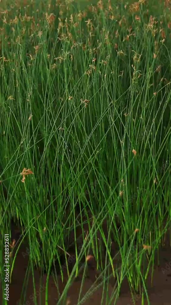 Close up vertical video showing Soft stem bulrush or Schoenoplectus ...