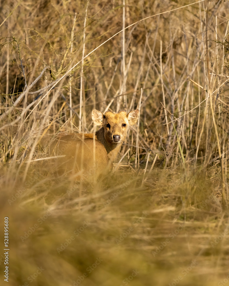Indian hog deer or Axis porcinus portrait with eye contact at dhikala ...