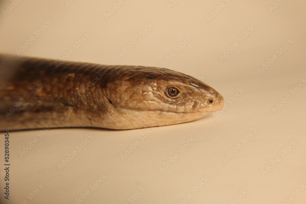 European glass lizard isolated on white background. Legless lizard ...