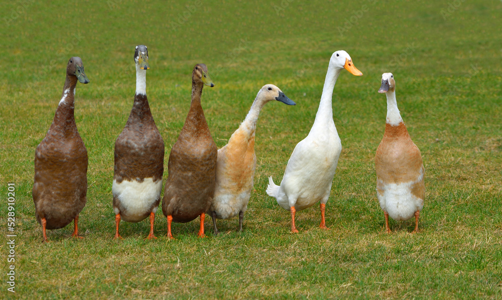 Six Runner Ducks standing in a row isolated on grass Stock Photo ...