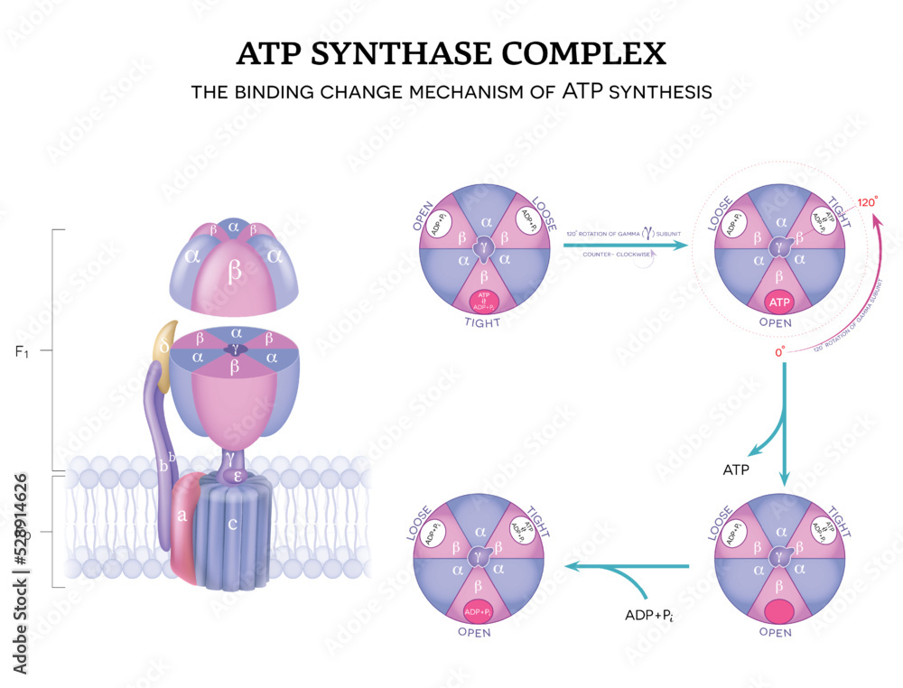ATP synthase complex structure and the binding change mechanism. 120 ...