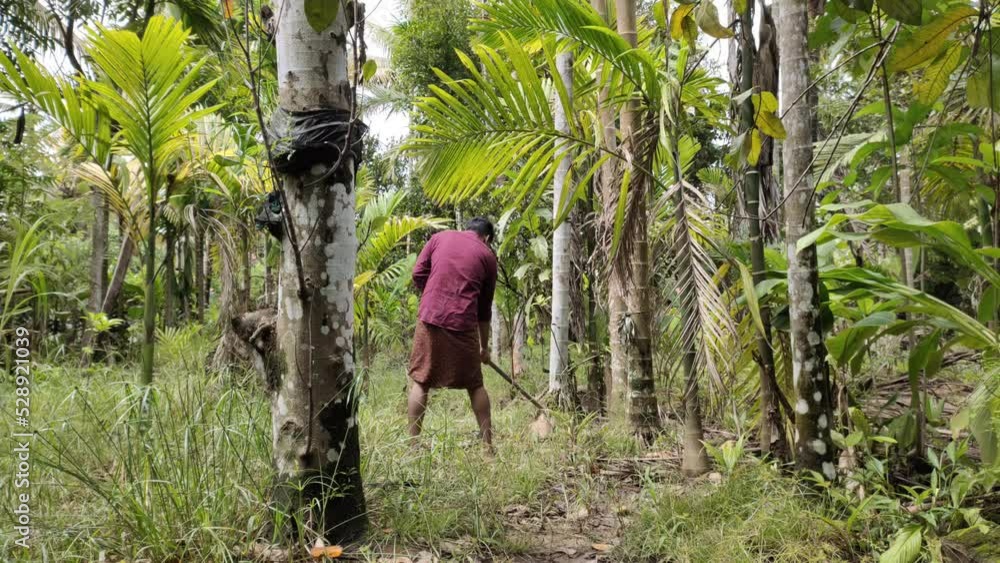 Traditional young asian indian tribal adult farmer man hand ploughing ...