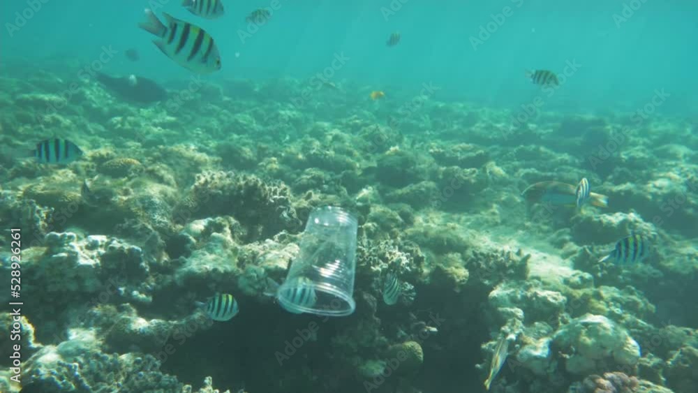 plastic ingestion by fish. contamination of oceans by marine debris ...