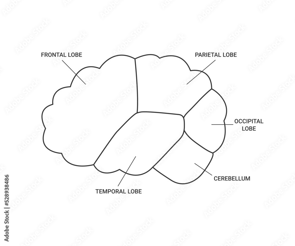 Lobes of brain human side view, template line. Different areas of brain ...