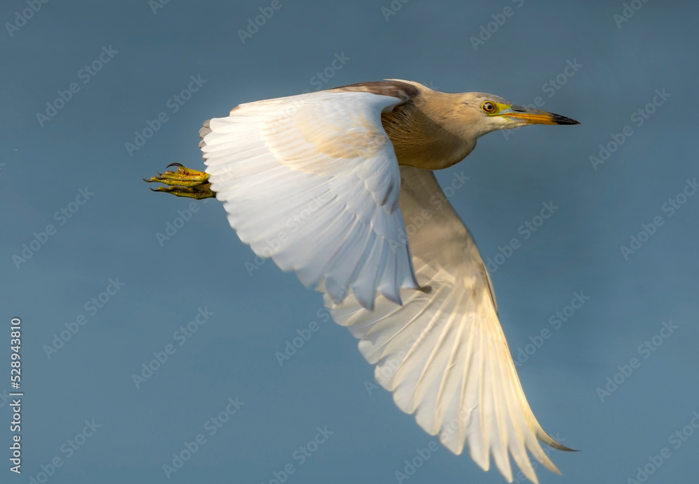 bird with fish, indian pond heron with preyed fish, bird fishing in the ...