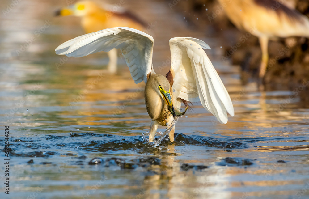 bird with fish, indian pond heron with preyed fish, bird fishing in the ...