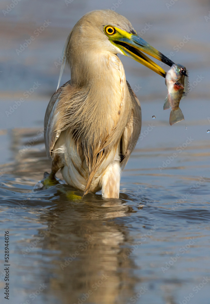 bird with fish, indian pond heron with preyed fish, bird fishing in the ...