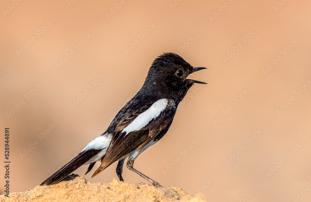 bird closeup , pied bushchat portrait with blur background, The pied ...