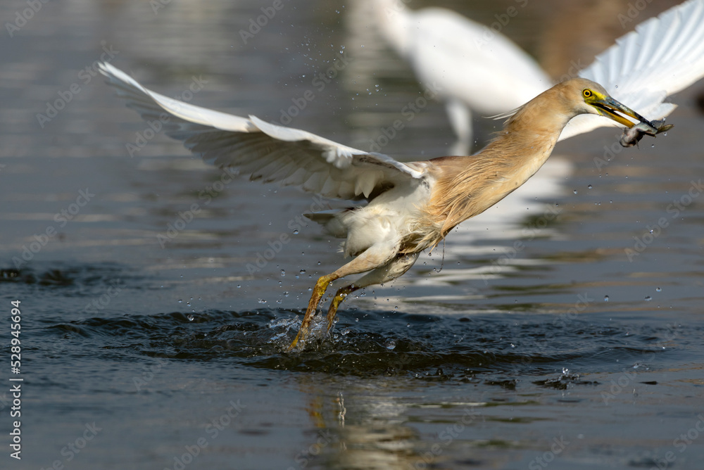 bird with fish, indian pond heron with preyed fish, bird fishing in the ...