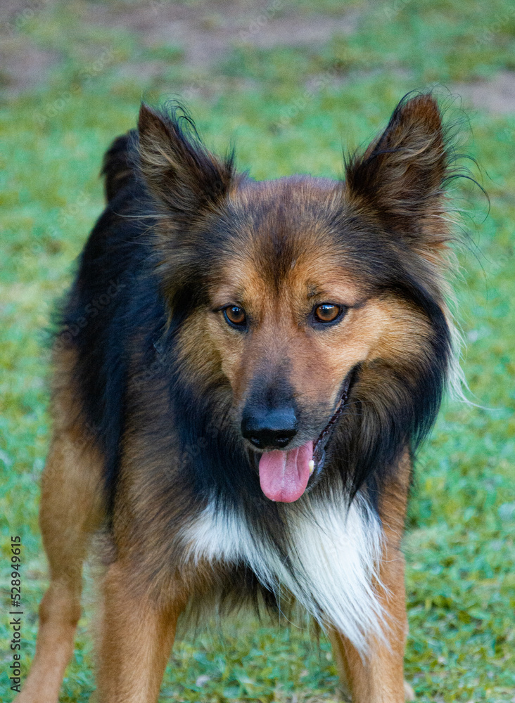 MEZCLA ENTRE HARZER FUCHS Y PASTOR ALEMAN JUGANDO EN EL PARQUE. Stock ...