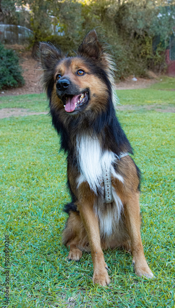 MEZCLA ENTRE HARZER FUCHS Y PASTOR ALEMAN JUGANDO EN EL PARQUE. Stock ...