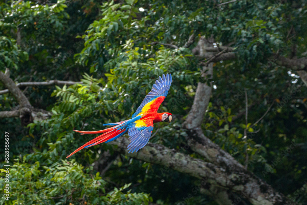 Scarlet Macaw in flight in front of rainforest at Matapalo close to ...