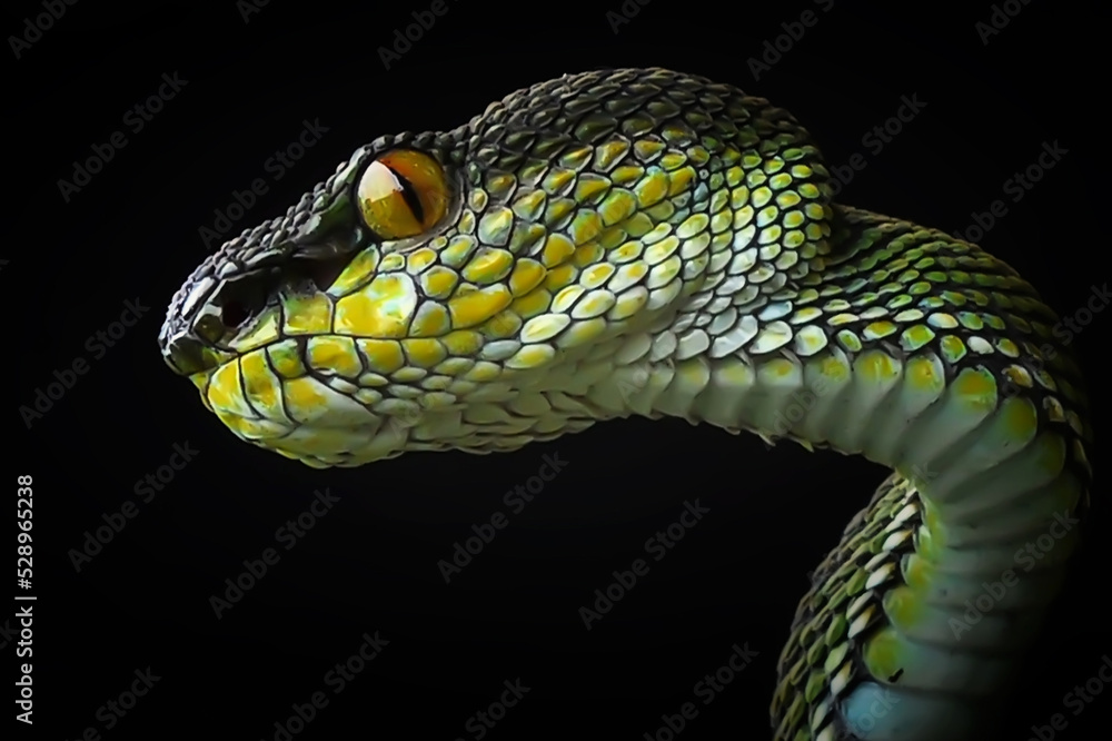 viper snake Stock Photo | Adobe Stock