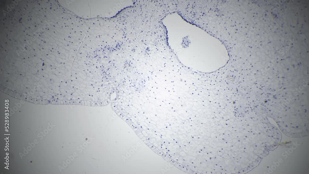 Ovary Of Lilium In Transversal Section Under Microscope 40x Against Bright Field Macro View Of