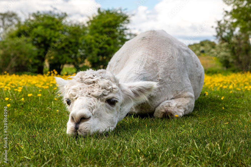 Sad Alpaca