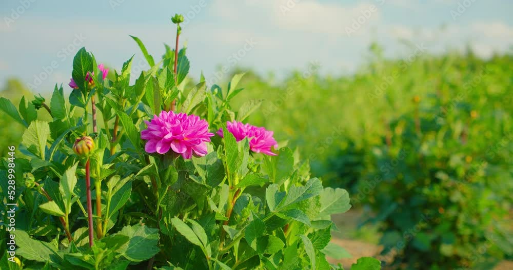 Vidéo Stock Closeup of pink dahlia flower in the garden. Beautiful ...