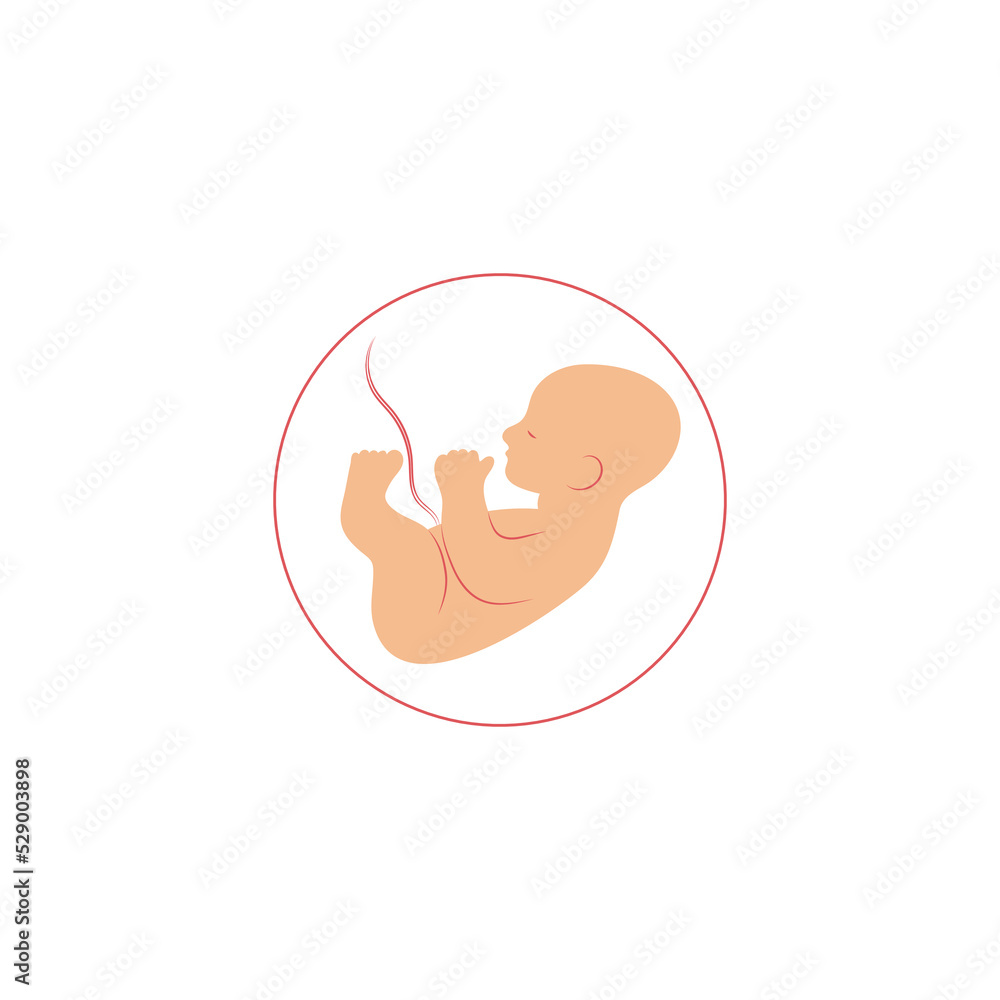 Baby in womb. Pregnancy concept. Fetus symbol. Embryo in belly. Medical ...