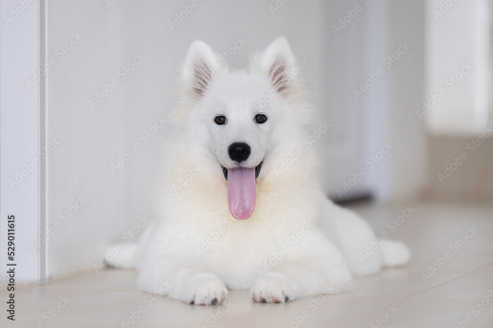 Samoyed Puppy Laying on the Floor Stock Photo | Adobe Stock