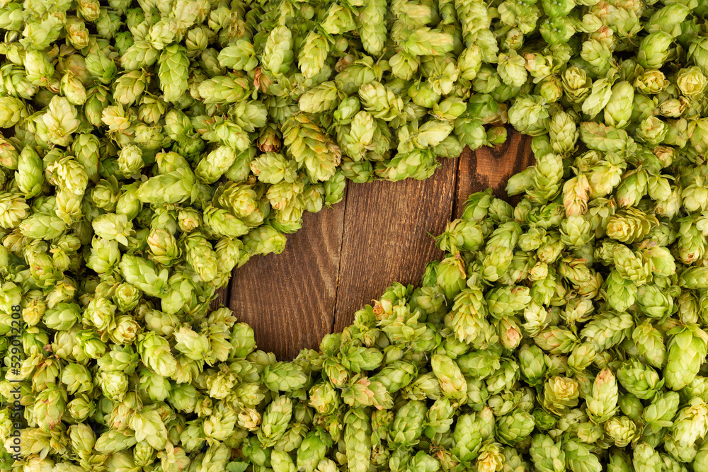 Green cones of hops on a rustic aged wooden table with copy space ...