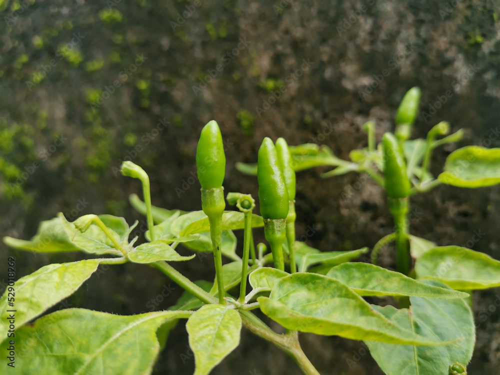 Thai paprika tree, nature, background image Stock Photo | Adobe Stock