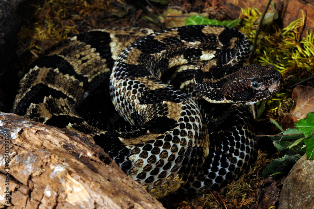 Timber rattlesnake // Wald-Klapperschlange (Crotalus horridus horridus ...