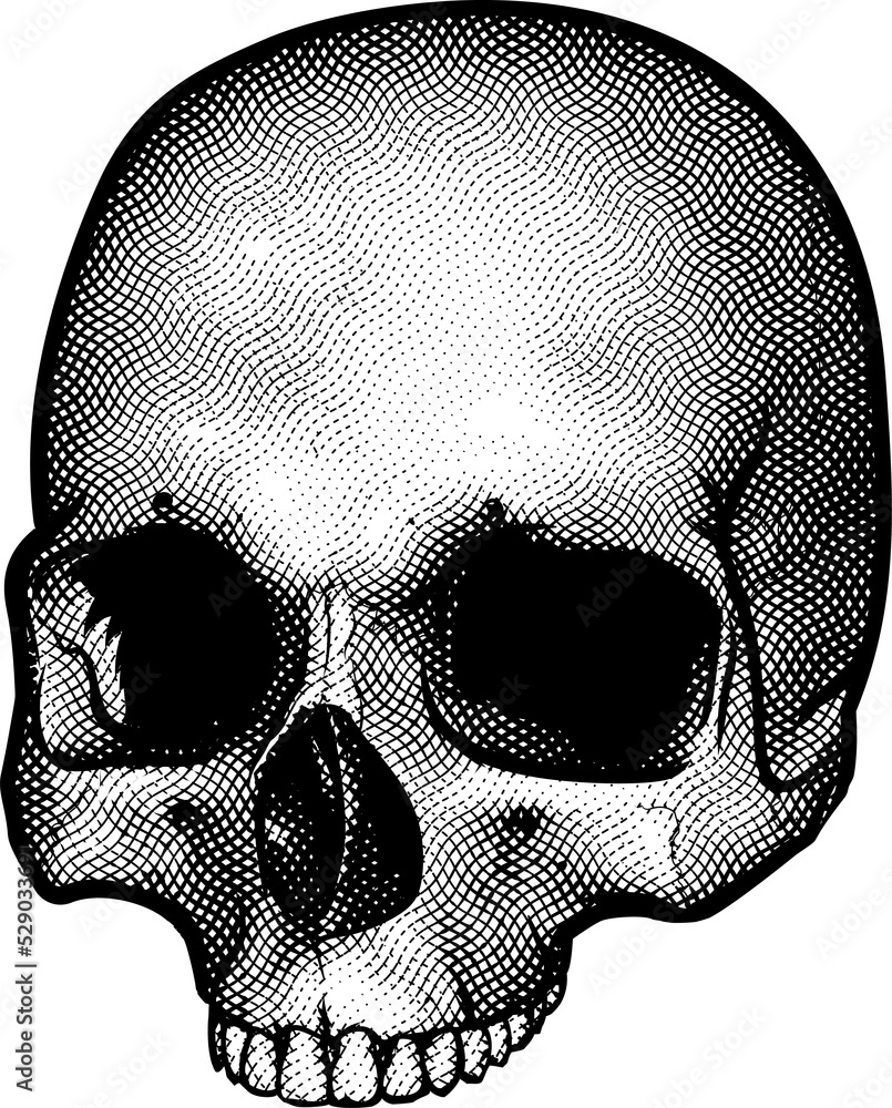 Human Skull Drawing Stock Illustration | Adobe Stock