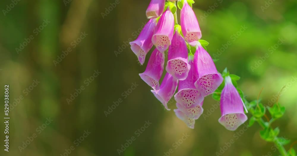 Pink-purple common foxglove perennial plant, covered with gray-white ...