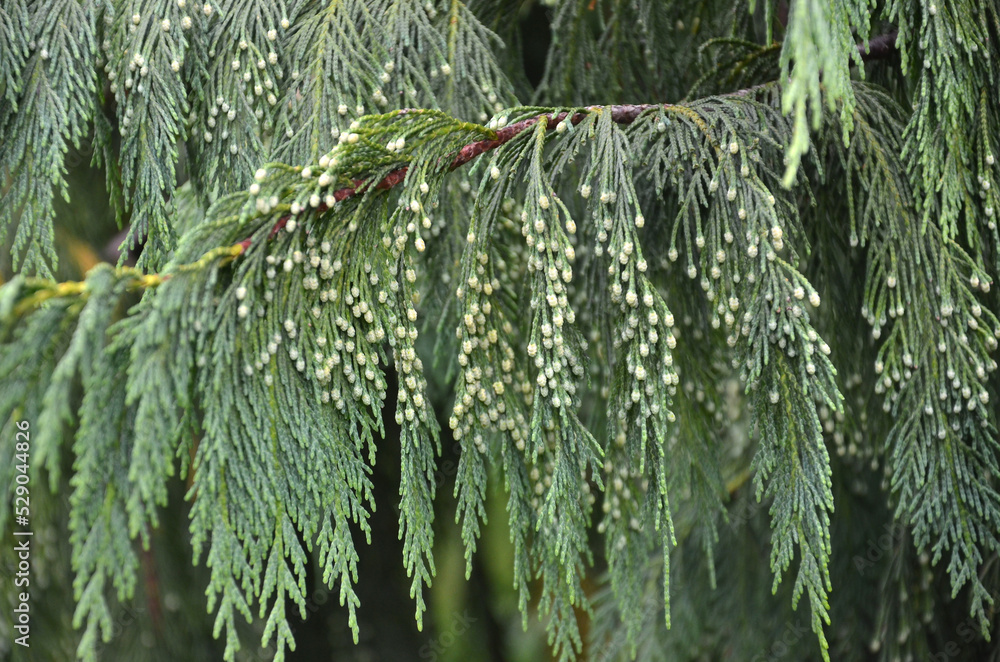 Branches of a evergreen weeping conifer Leonora (Ellie) Enking tree ...