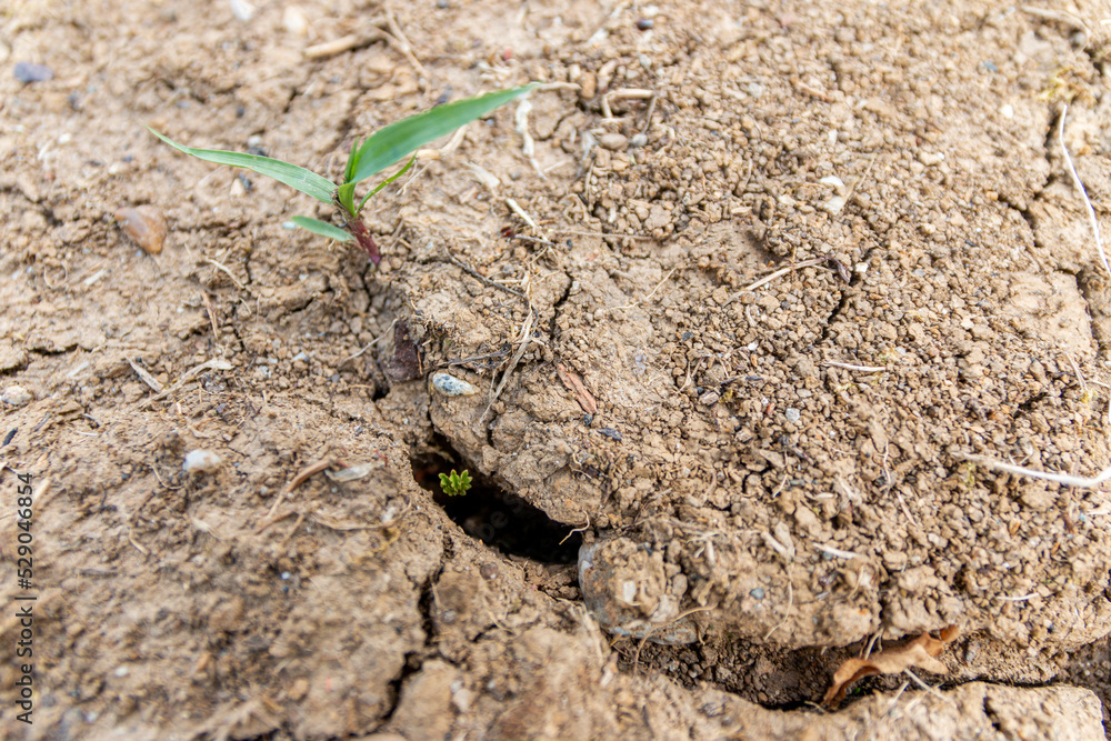 Dry cracked land with plant sprout. Water shortage, global warming ...