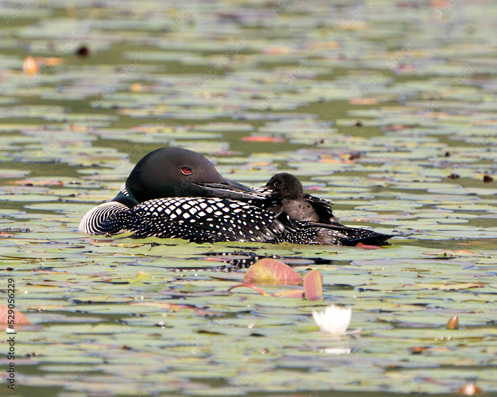 Common Loon Photo. Baby chick loon riding on parent's back and ...
